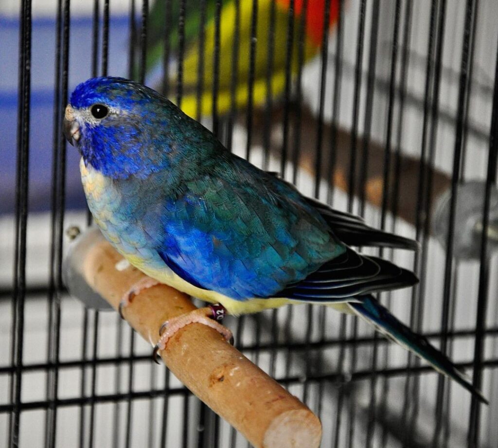 Scarlet Chested Parrot for sale - Pet Bird Breeders
