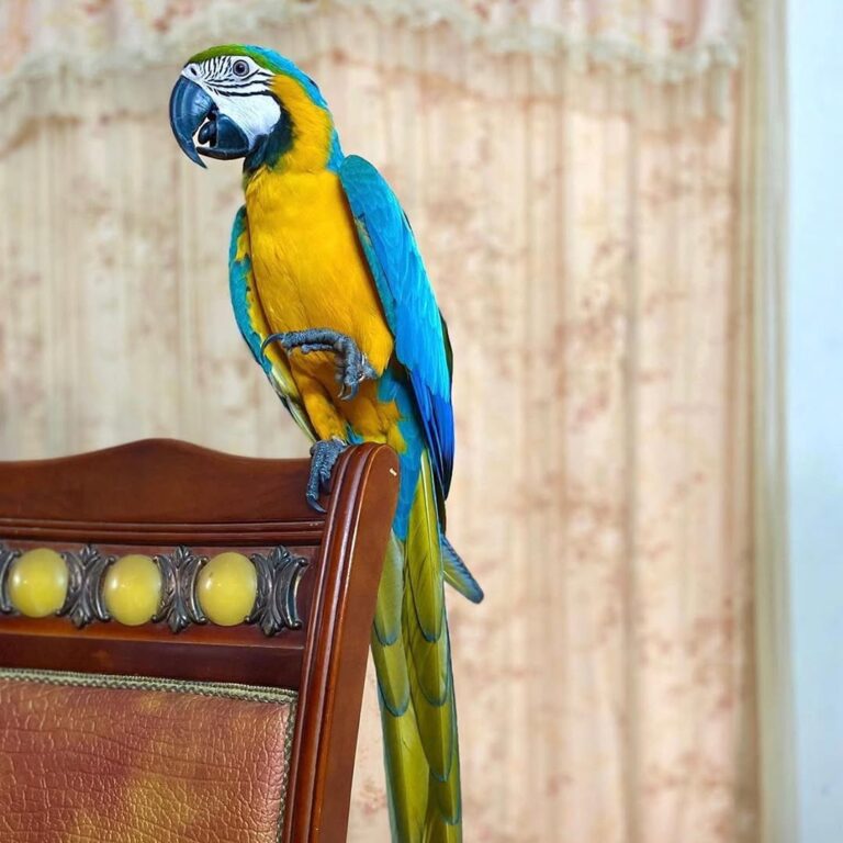 Blue and Yellow Macaw for Sale - Pet Bird Breeders