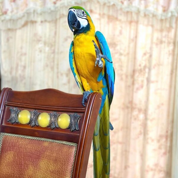 Blue and Yellow Macaw for Sale - Pet Bird Breeders