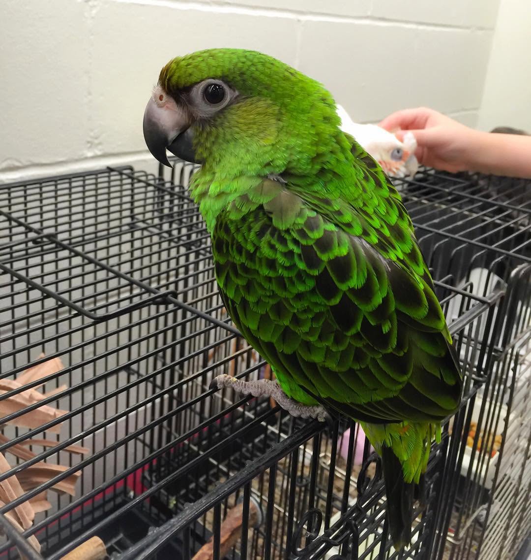 Jardine Parrot for Sale - Pet Bird Breeders